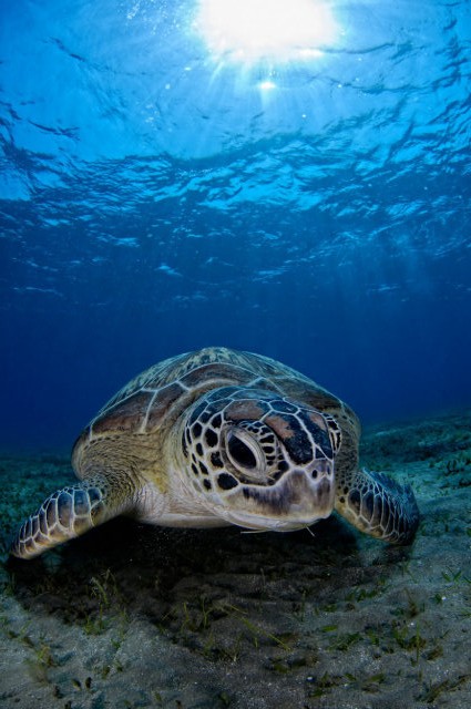 Foto-Reports Rotes Meer